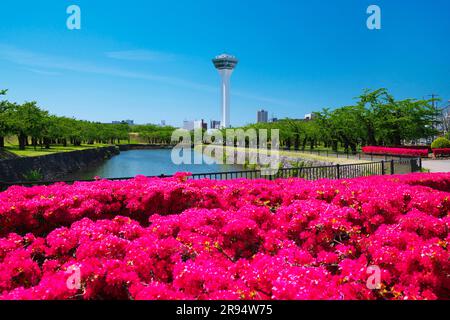 Goryokaku Park and Goryokaku Tower and azaleas Stock Photo - Alamy