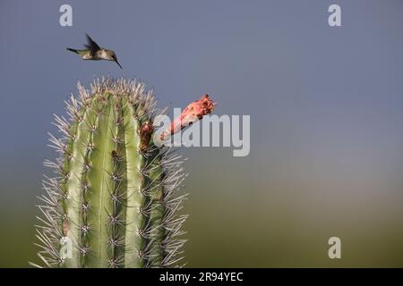 Vervain hummingbird (Mellisuga minima) in Jamaica Stock Photo - Alamy