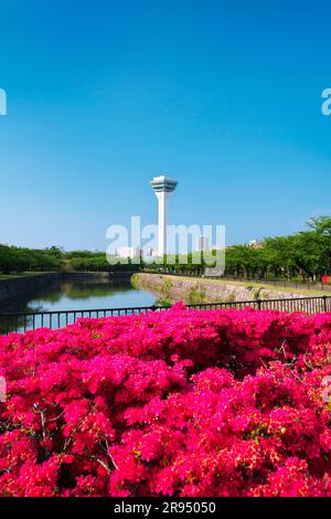 Goryokaku Tower and azaleas in Goryokaku Park Stock Photo - Alamy
