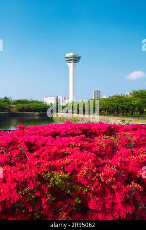 Goryokaku Tower and azaleas in Goryokaku Park Stock Photo - Alamy