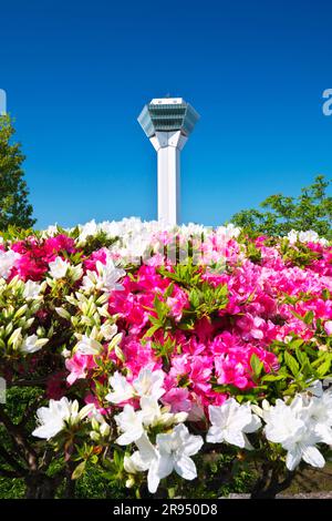 Goryokaku Tower and azaleas in Goryokaku Park Stock Photo - Alamy
