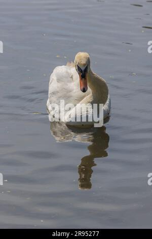 An adult swan with a disfigured neck Stock Photo - Alamy