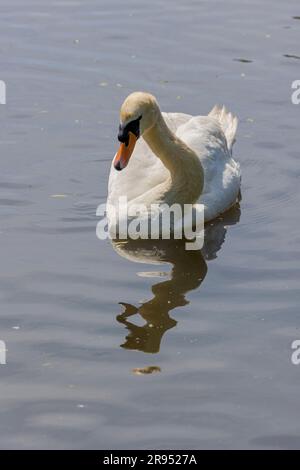 An adult swan with a disfigured neck Stock Photo - Alamy