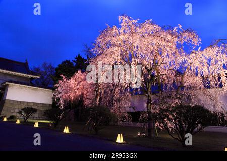 Light up of Nijo Castle cherry blossoms Stock Photo - Alamy