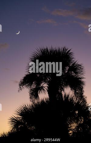Myrtle Beach, Horry County, SC, USA Stock Photo - Alamy