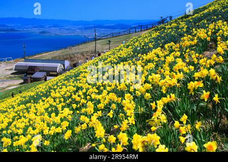 Narcissus of Lake Biwa Valley Stock Photo - Alamy