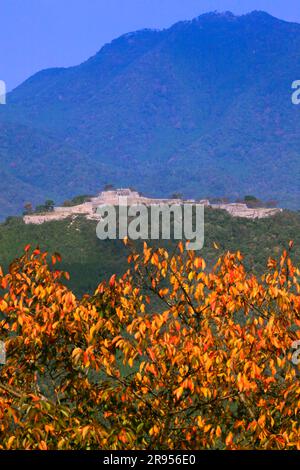 Takeda Castle Ruins and foliage of cherry trees Stock Photo - Alamy