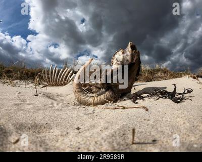 Dramatic timelapse of ram skeleton lying upside down on dry sand Stock ...