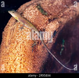 Many-scaled anole (Anolis polylepis) from iedras Blancas National Park ...