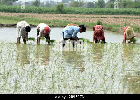 Lahore. 24th June, 2023. Farmers plant rice seedlings at a paddy field ...