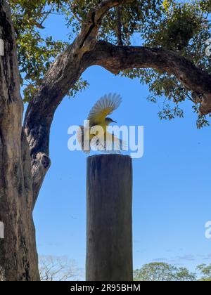 cattle tyrant (Machetornis rixosa) a tyrant-flycatcher, seen in Buenos ...