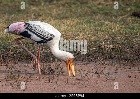 A painted stork hunting in a wet land Stock Photo - Alamy