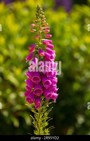 Foxgloves growing wild in full bloom Stock Photo - Alamy