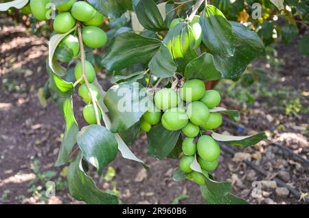 Apple ber (jujube) plant and fruits Stock Photo - Alamy