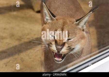 Steppe lynx, caracal in the zoo. Muzzle of a hissing and growling ...