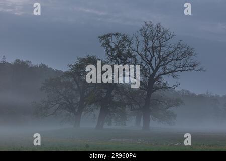 Old trees in the morning in Rogalin. Landscape of Rogalin Park. Poland ...