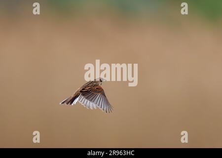 A Common Reed Bunting bird gracefully flies through a clear sky, its ...
