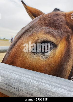 The eye closeup of a mule shows eyelashes with a brown eye color & a ...
