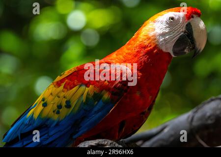 Perroquet Ara rouge, Yucatan, Mexique Stock Photo - Alamy