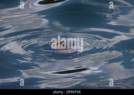 Florida Softshell Soft Shell Turtle swimming Stock Photo - Alamy