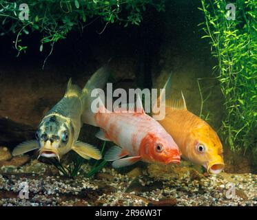 Carp, wild form (Cyprinus carpio Stock Photo - Alamy