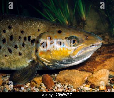 Atlantic Salmon (Salmo salar) mature fish caught by a poachers ...