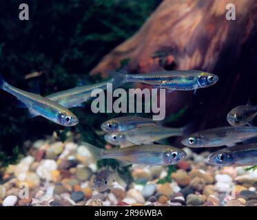 Moderlieschen, Malinchen, Modke, Mutterloseken, Tailor carp (Leucaspius ...