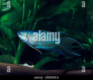 PARADISE FISH macropodus opercularis Stock Photo - Alamy