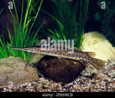 Spotted gar (Lepisosteus oculatus), lateral, profile Stock Photo - Alamy