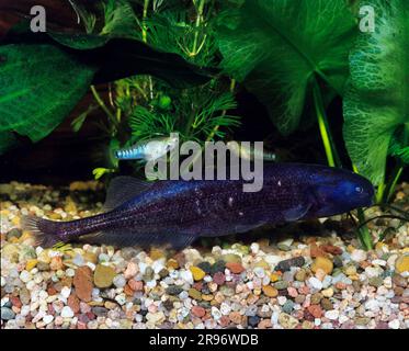 Elephant fish (Gnathonemus), lateral Stock Photo - Alamy