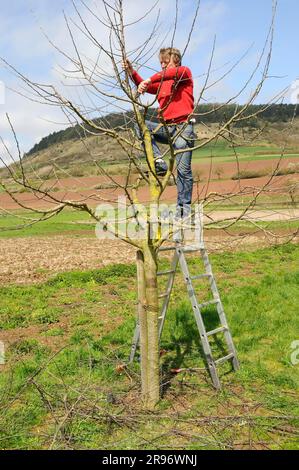 Man pruning fruit tree, cutting vine, pruning Stock Photo - Alamy