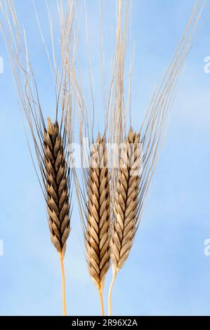 Wild Einkorn Wheat, Triticum boeoticum, Poaceae. aka Triticum baeoticum ...