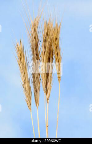 Wild rye (Secale ancestrale Stock Photo - Alamy