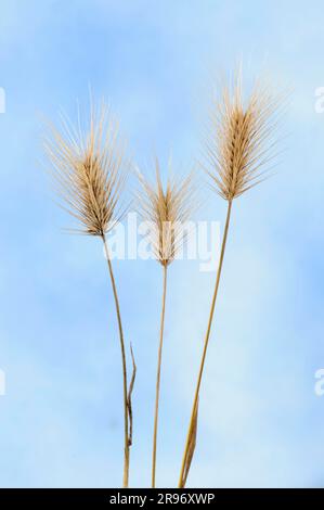 Beach barley (Hordeum marinum ssp. gussoneanum), Dune barley Stock ...