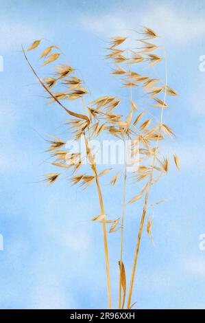 Bearded oats (Avena barbata), Oats Stock Photo - Alamy
