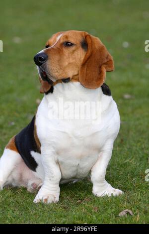 Basset Artesian Normand Stock Photo - Alamy