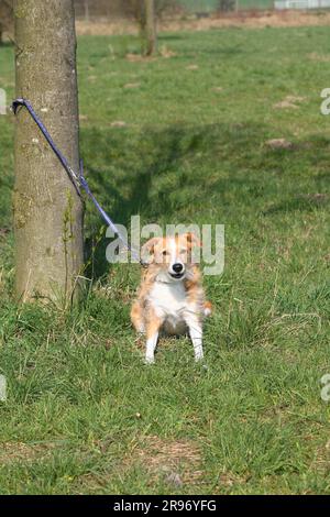 Mixed breed dog, abandoned, tied to tree Stock Photo - Alamy