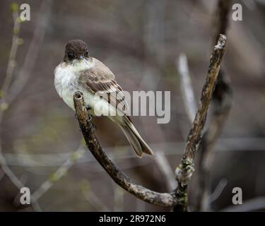 Eastern phoebe perched in a tree in northern Wisconsin Stock Photo - Alamy