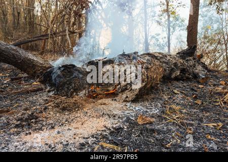 After wildfire disaster caused by humans Stock Photo - Alamy
