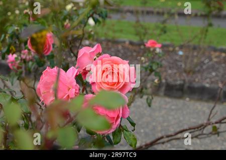 Pink Rose Flower In Auckland Botanic Gardens Stock Photo - Alamy