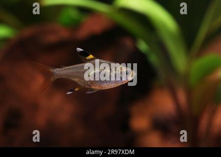 Pristella tetra [ Pristella maxillaris ] in planted home aquarium Stock ...