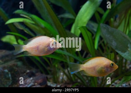Orange chromide [ Etroplus maculatus ] in brackish water home aquarium ...