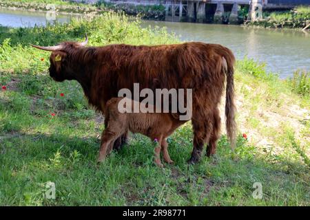 Red Highland cow with a calf at the Eiland van Brienenoord in Rotterdam ...