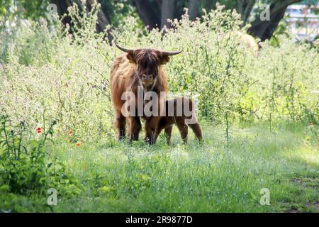 Red Highland cow with a calf at the Eiland van Brienenoord in Rotterdam ...