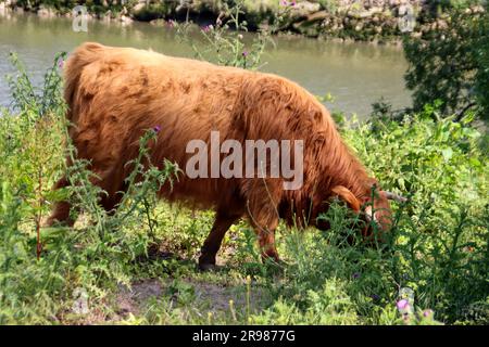 Red Highland cow with a calf at the Eiland van Brienenoord in Rotterdam ...