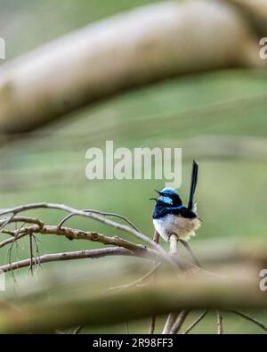 A beautiful bird perched atop a lush green tree branch, gazing off to ...