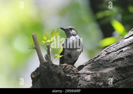 The National Bird of Bangladesh is the Oriental Magpie-Robin. They are ...