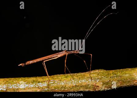 Unidentified stick insect (Order Phasmatodea) from Bosque de Paz, Costa ...