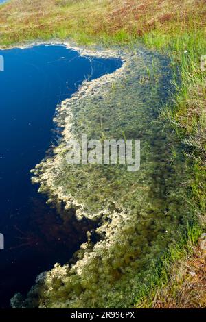abstract texture of marsh grass and pollen in marsh lake, spring bloom ...