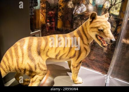 Tasmanian Tiger, Extinct Species Stock Photo - Alamy